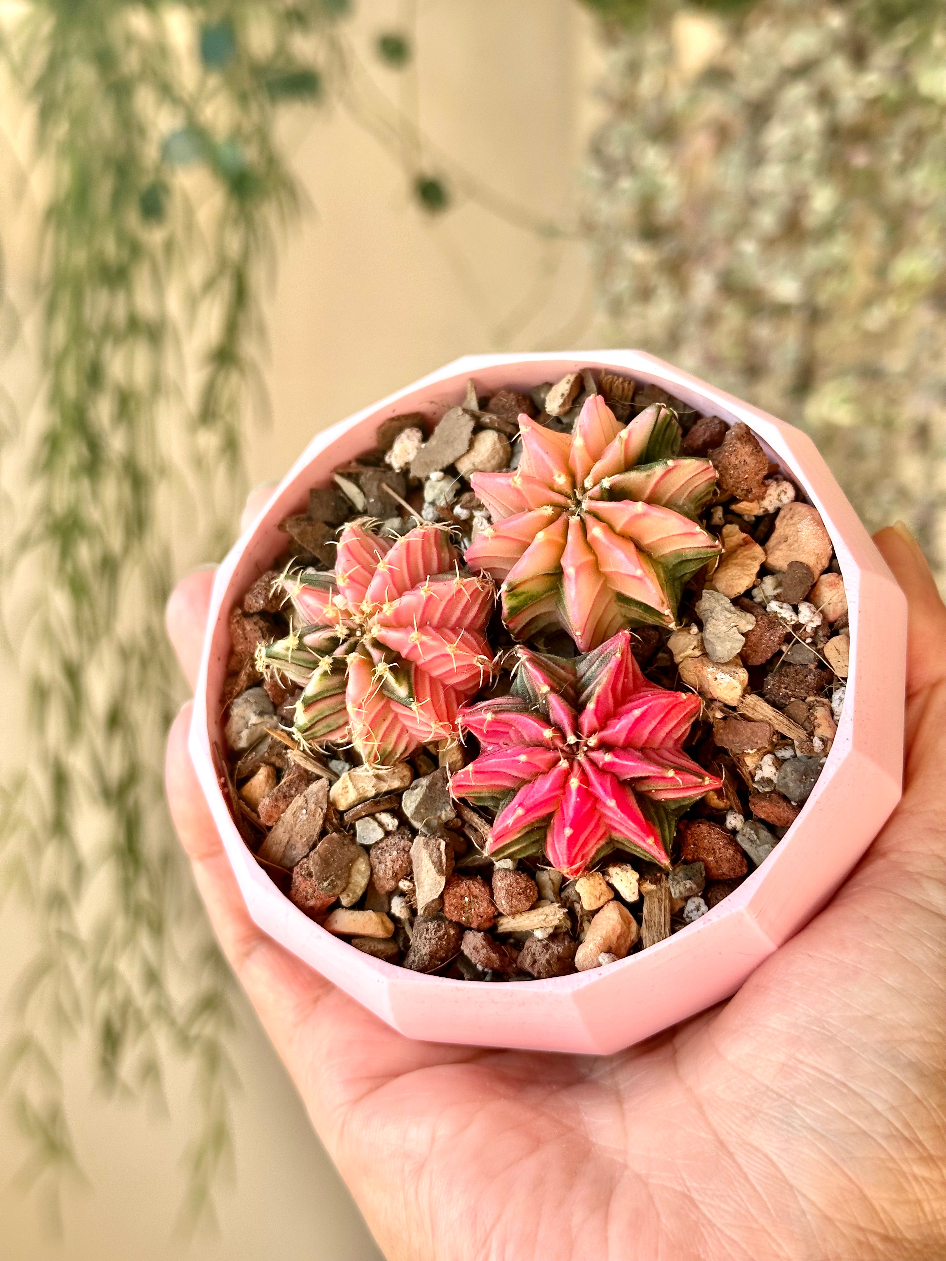 Limited Edition – FLOR